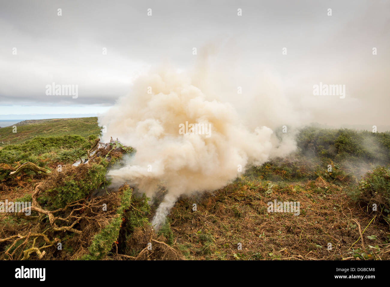 Clearing invasive Gorse scrub on the moorland above the sea cliffs on ...