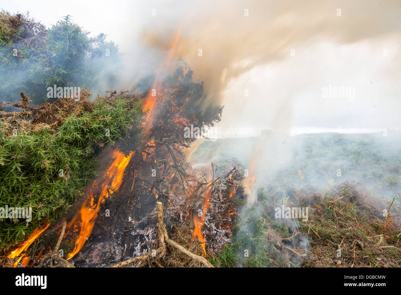 Clearing invasive Gorse scrub on the moorland above the sea cliffs on ...