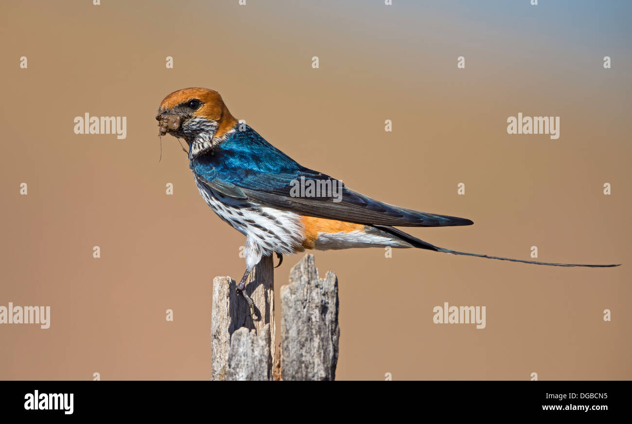 lesser striped swallow nest building Stock Photo - Alamy