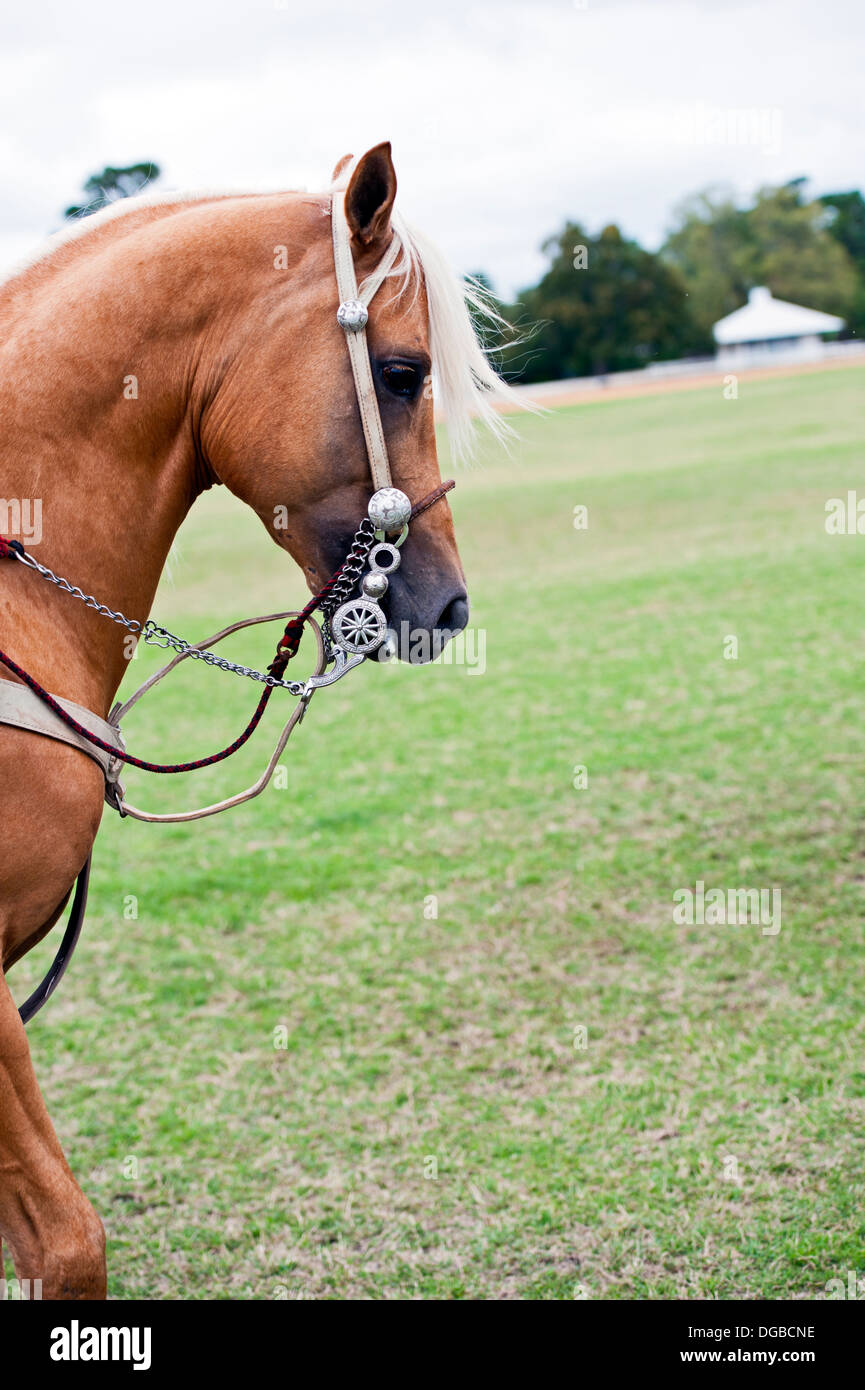 Azteca Mexican dancing horse profile Stock Photo - Alamy