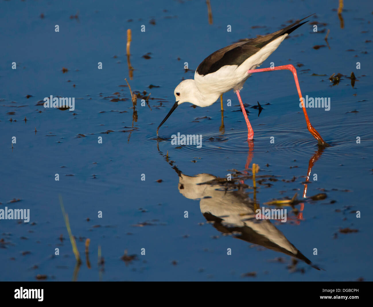 Mankwe dam hi-res stock photography and images - Alamy