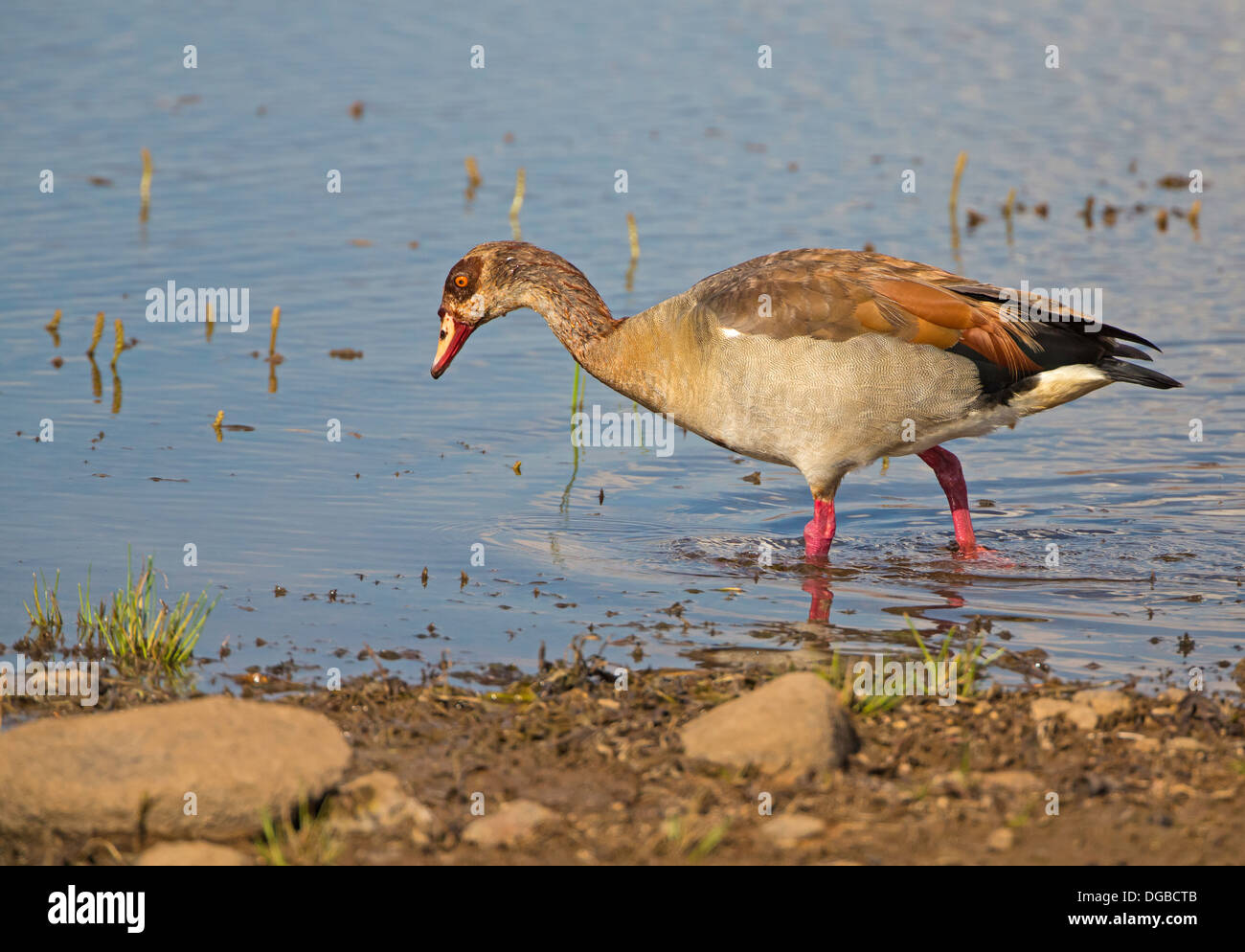 egyptian goose at mankwe dam Stock Photo - Alamy