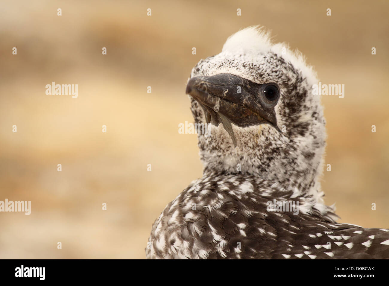Gannet bird young hi-res stock photography and images - Alamy