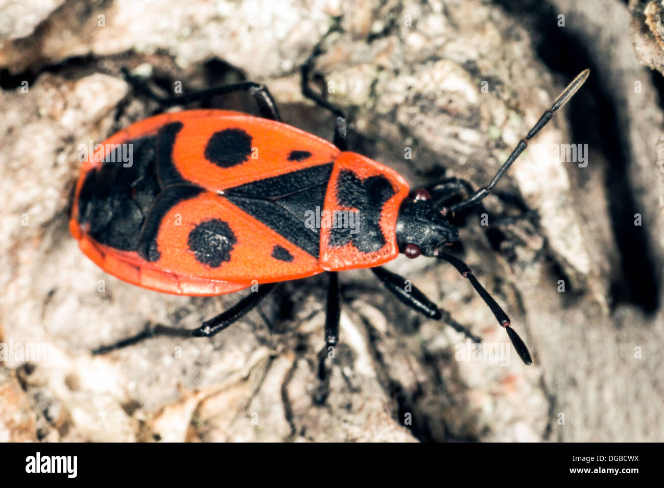 Pyrrhocoridae hemiptera heteroptera hi-res stock photography and images - Alamy