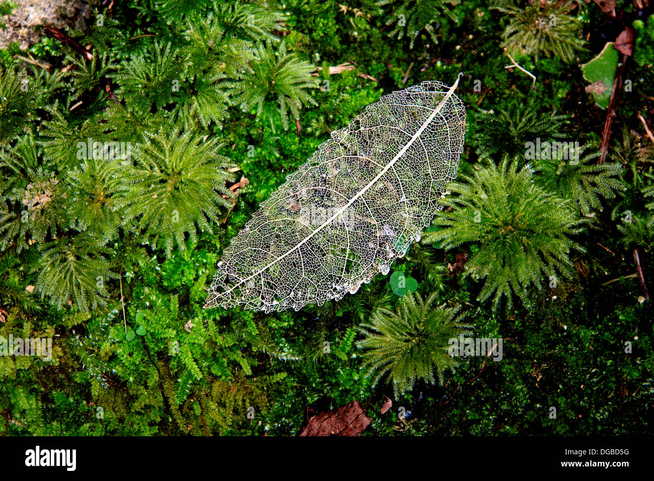 Skeleton of a dead leaf, native forest, New Zealand Stock Photo - Alamy