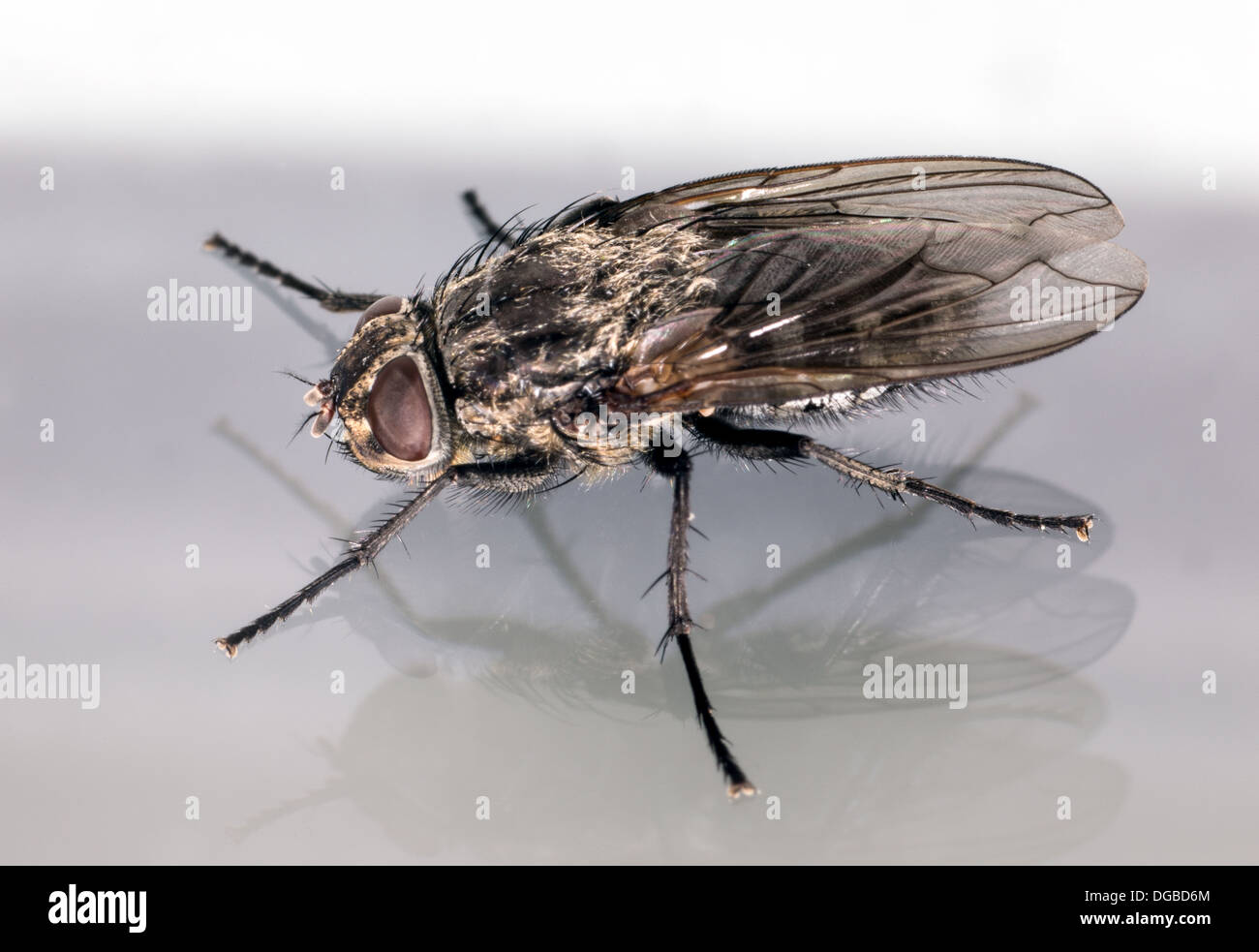 Fly side veiw Stock Photo - Alamy