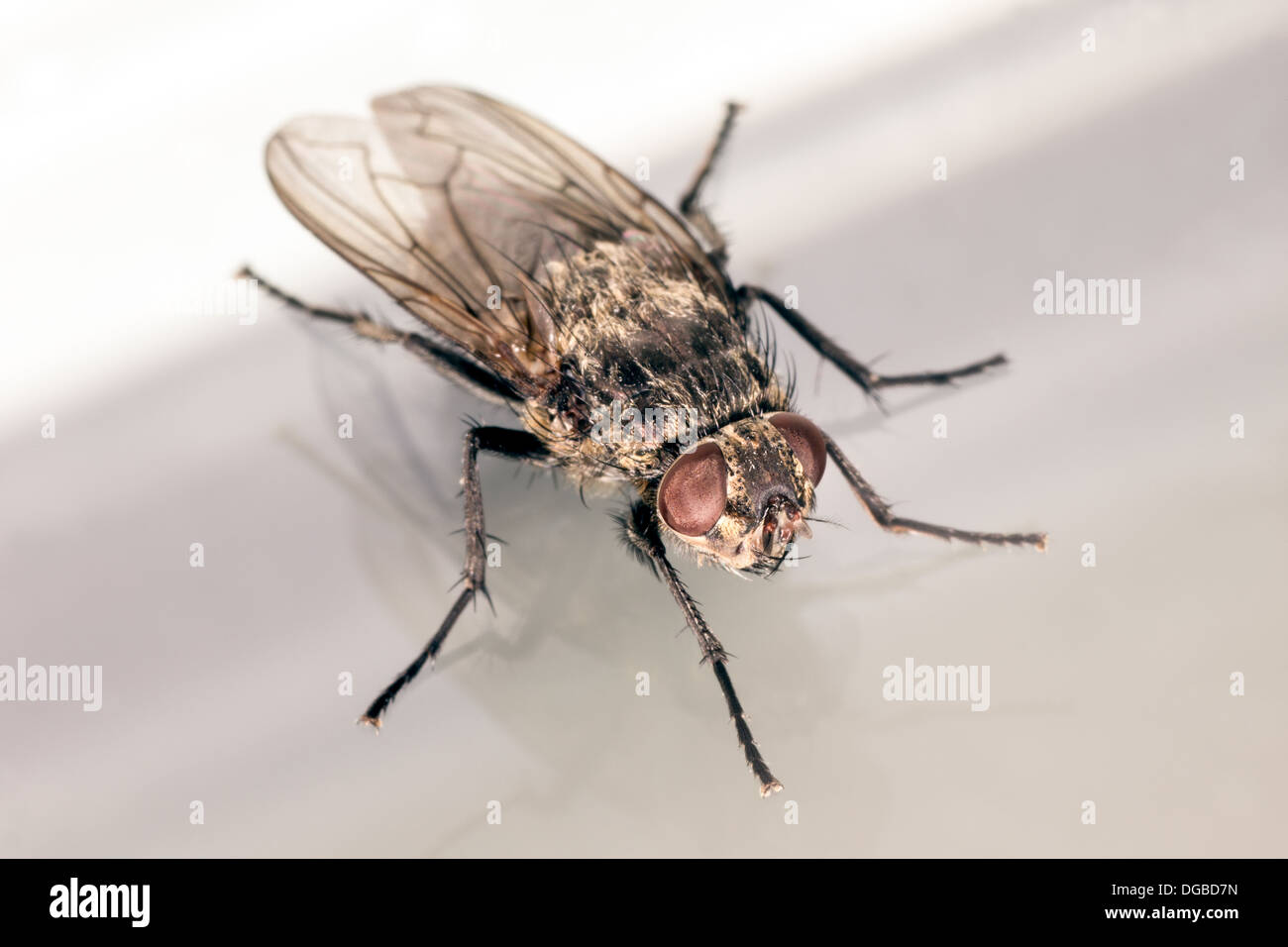 Antliophora hi-res stock photography and images - Alamy