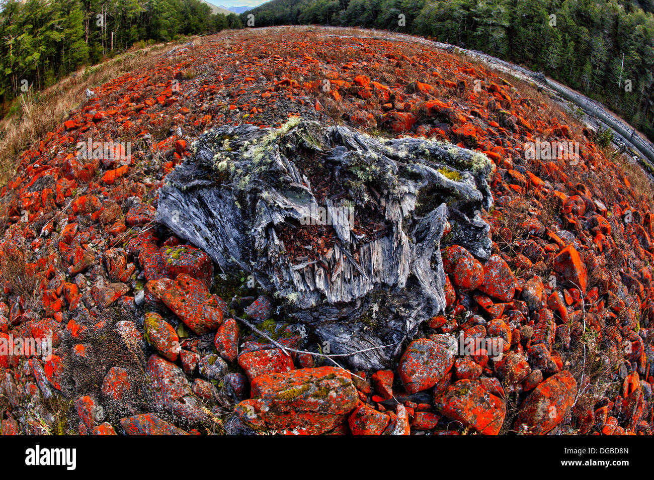 Red lichen on the rocks, Maruia Valley, Lewis Pass, South Island, New ...