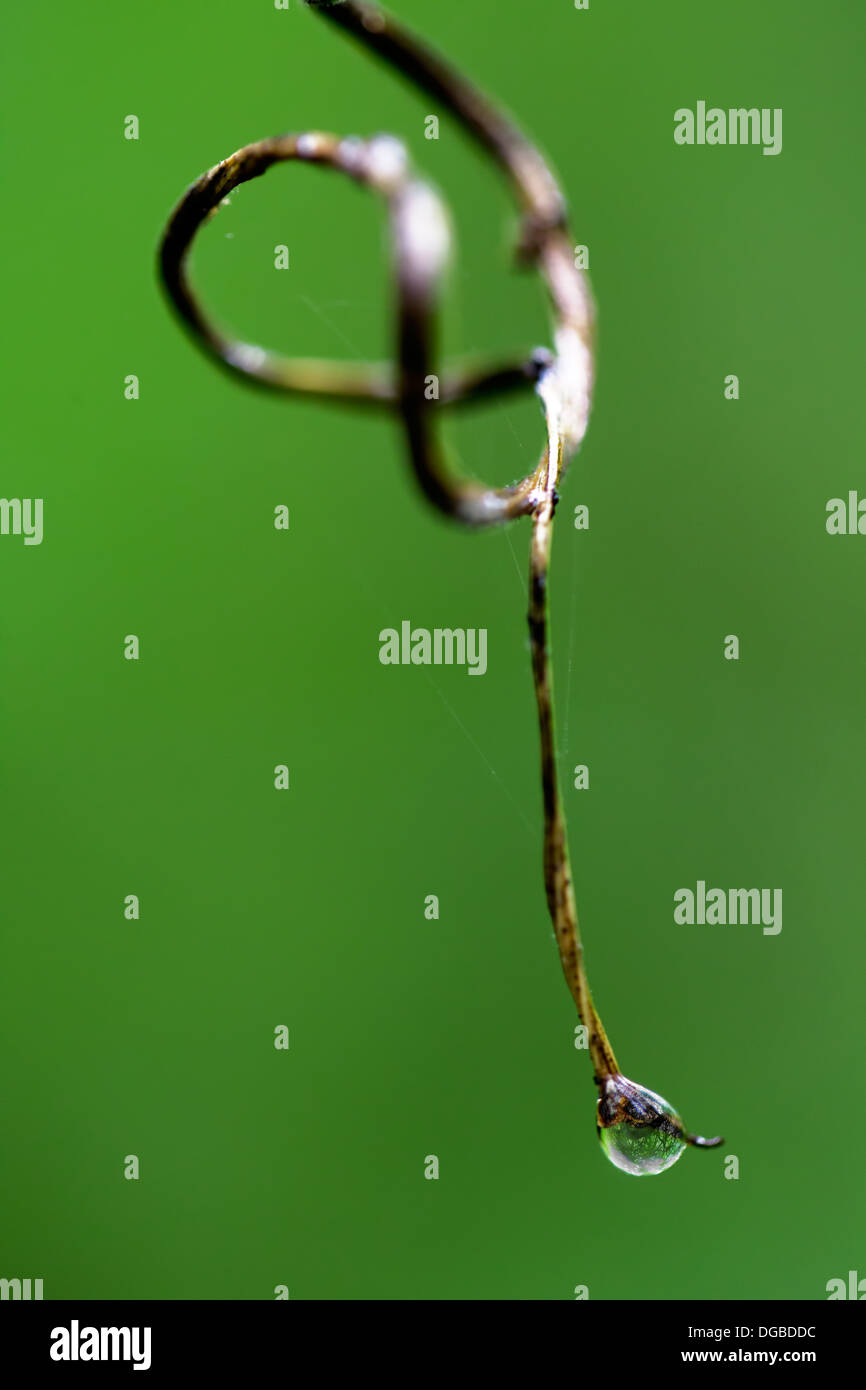 Dewdrop hi-res stock photography and images - Alamy