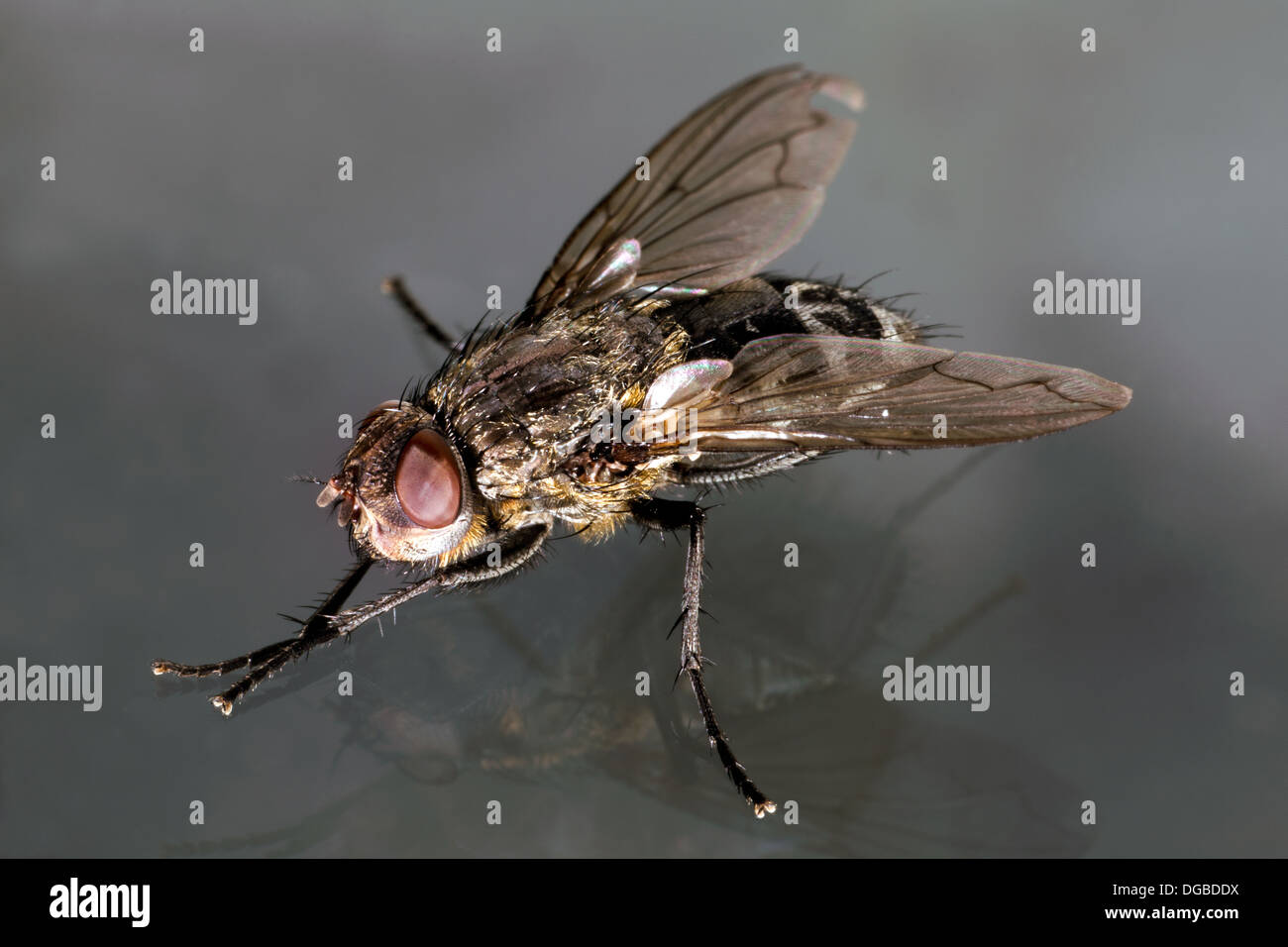 Antliophora hi-res stock photography and images - Alamy