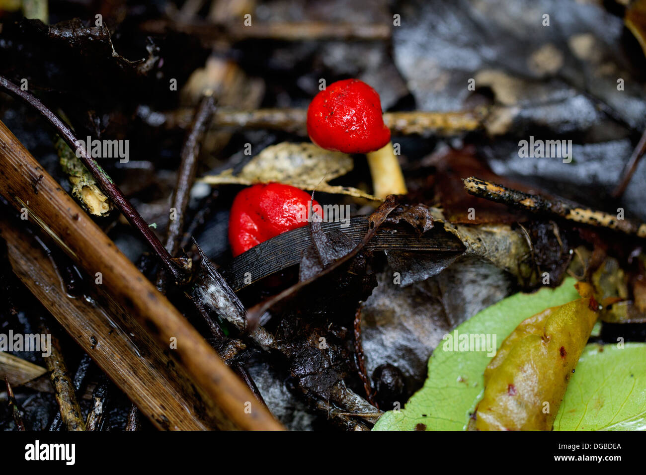 Scarlet pouch mushroom hi-res stock photography and images - Alamy