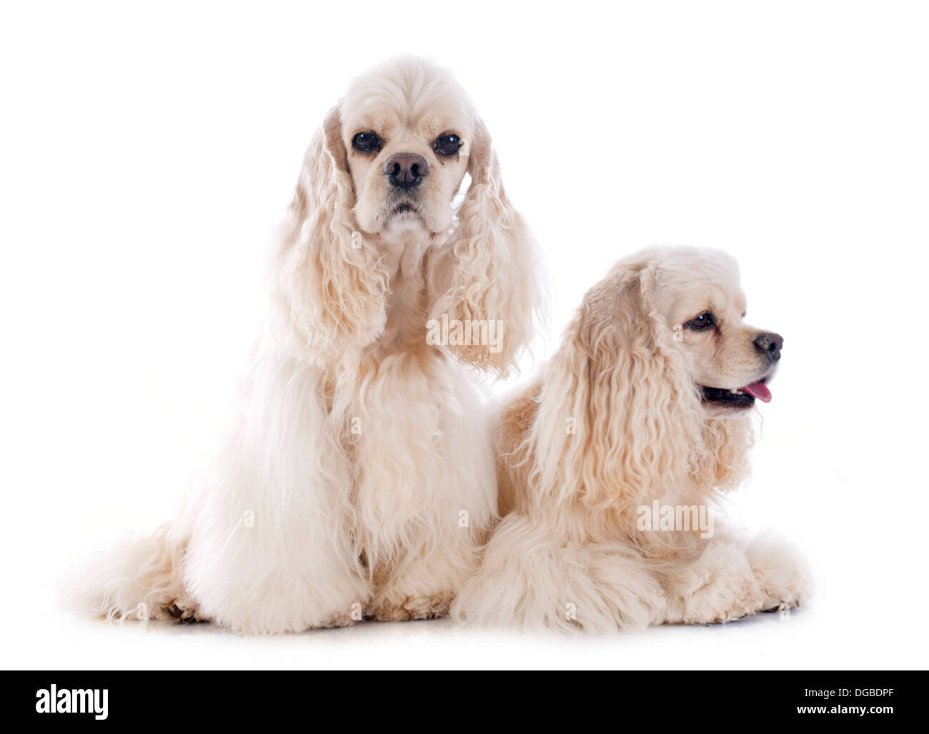 Spaniel Dog White