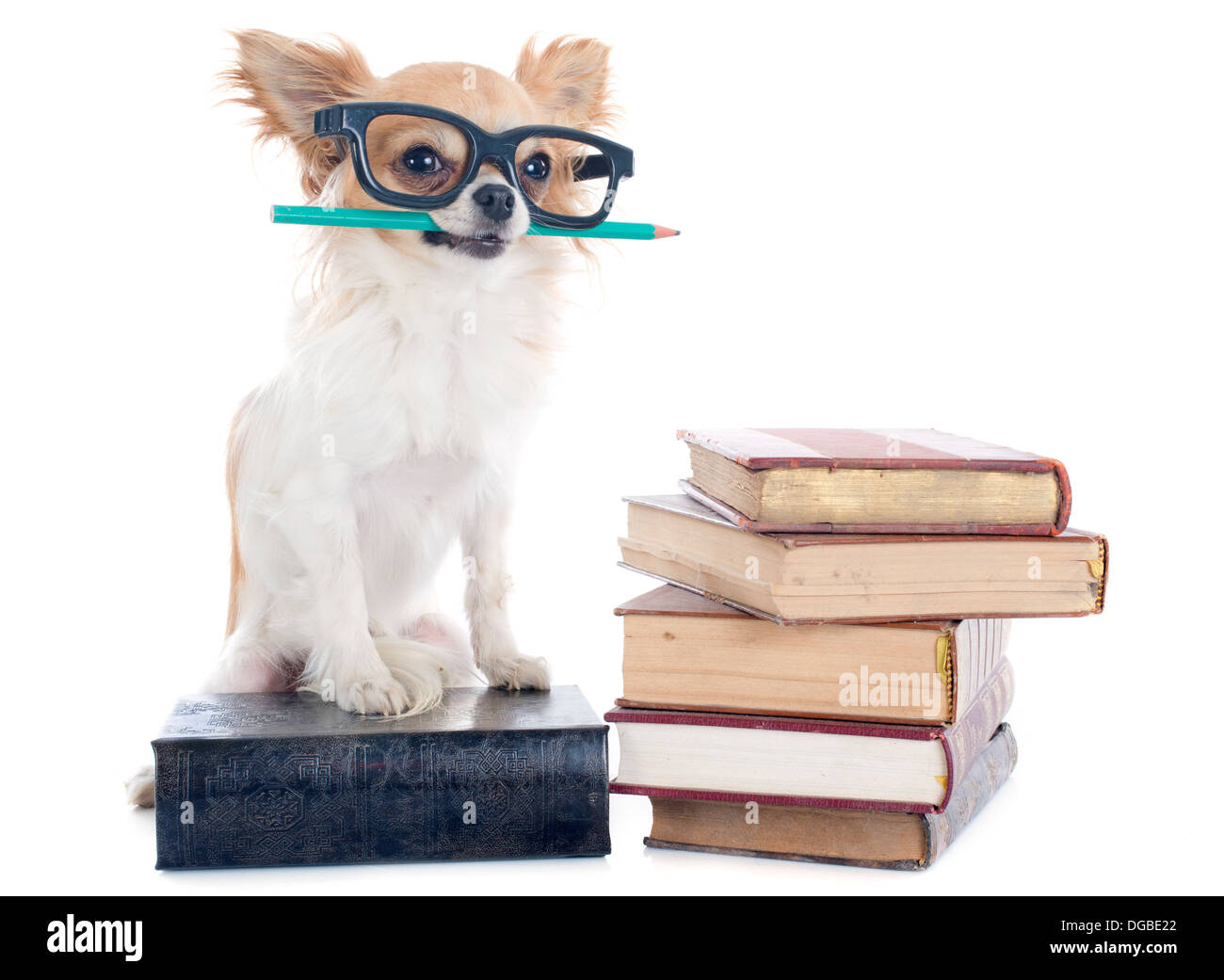Chihuahua dog in glasses hi-res stock photography and images - Alamy