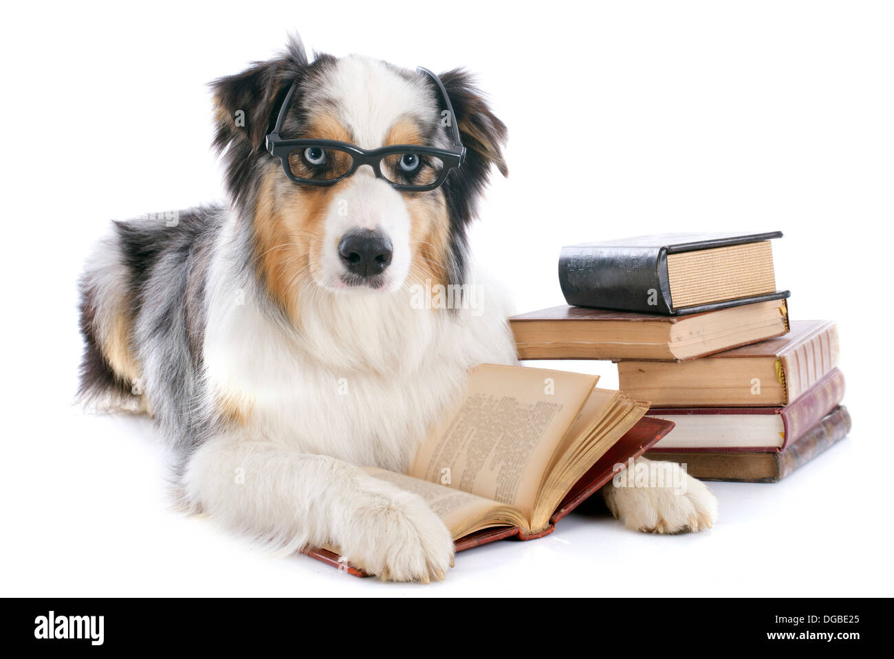 purebred australian shepherd and books in front of white background ...