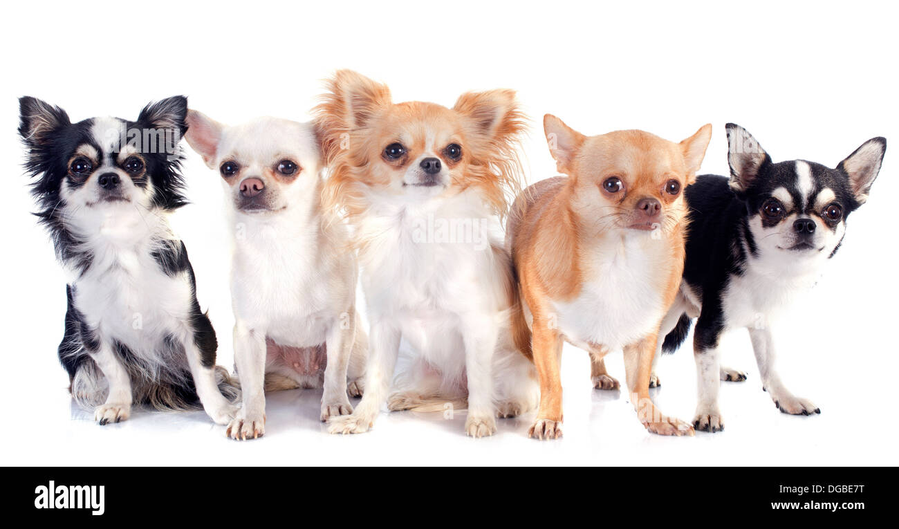 Five dogs hi-res stock photography and images - Alamy