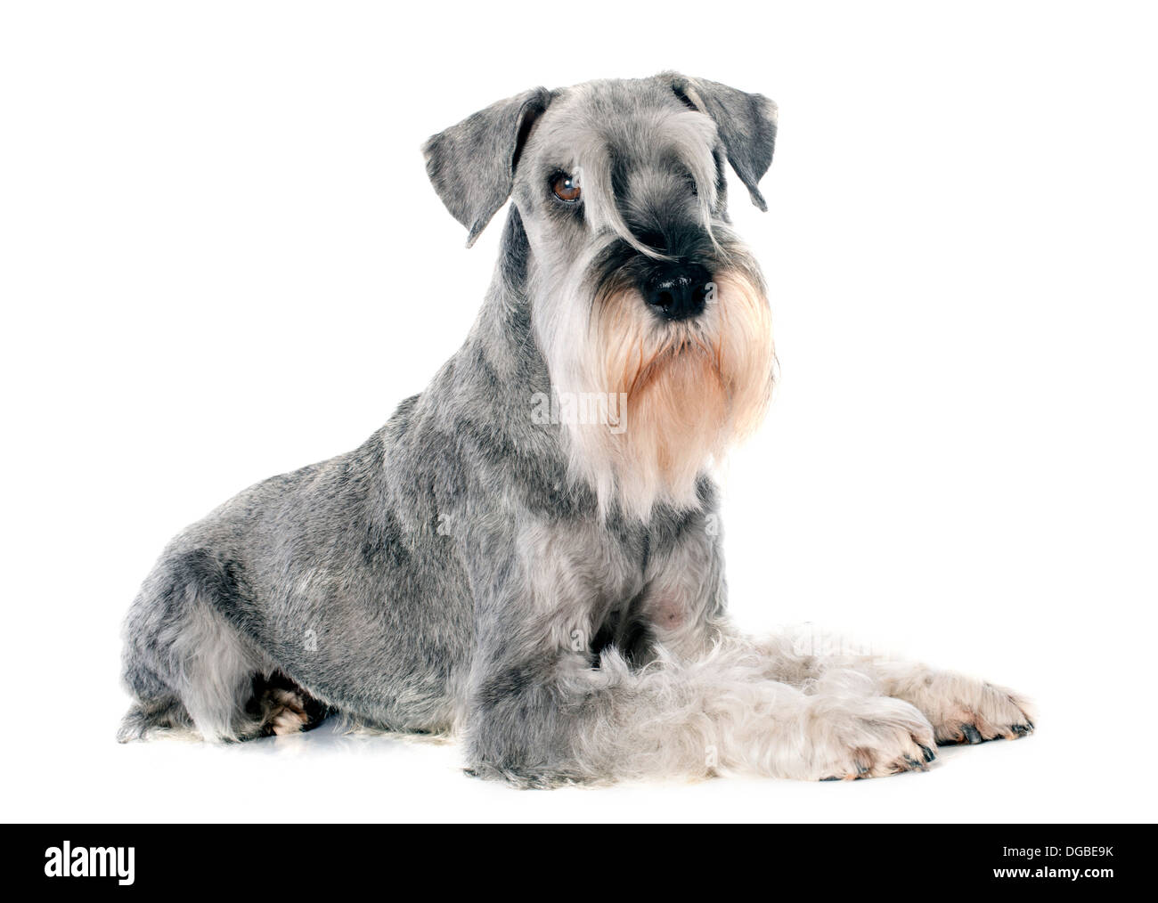 Standard schnauzer hi-res stock photography and images - Alamy