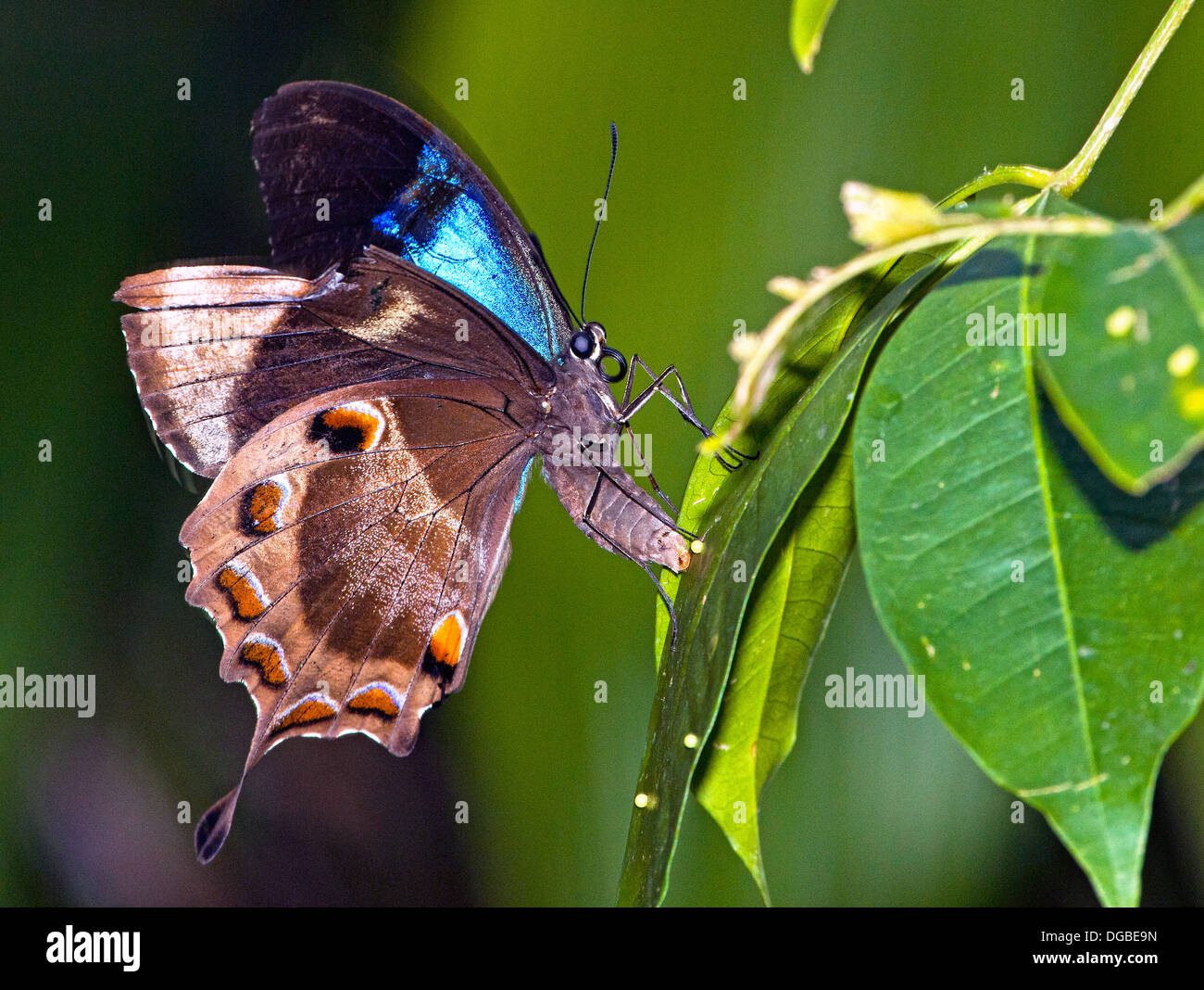 Ulysses Butterfly Facts