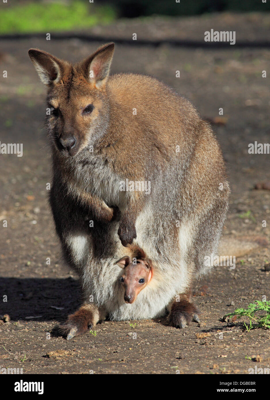 Wallaby with a baby Stock Photo - Alamy
