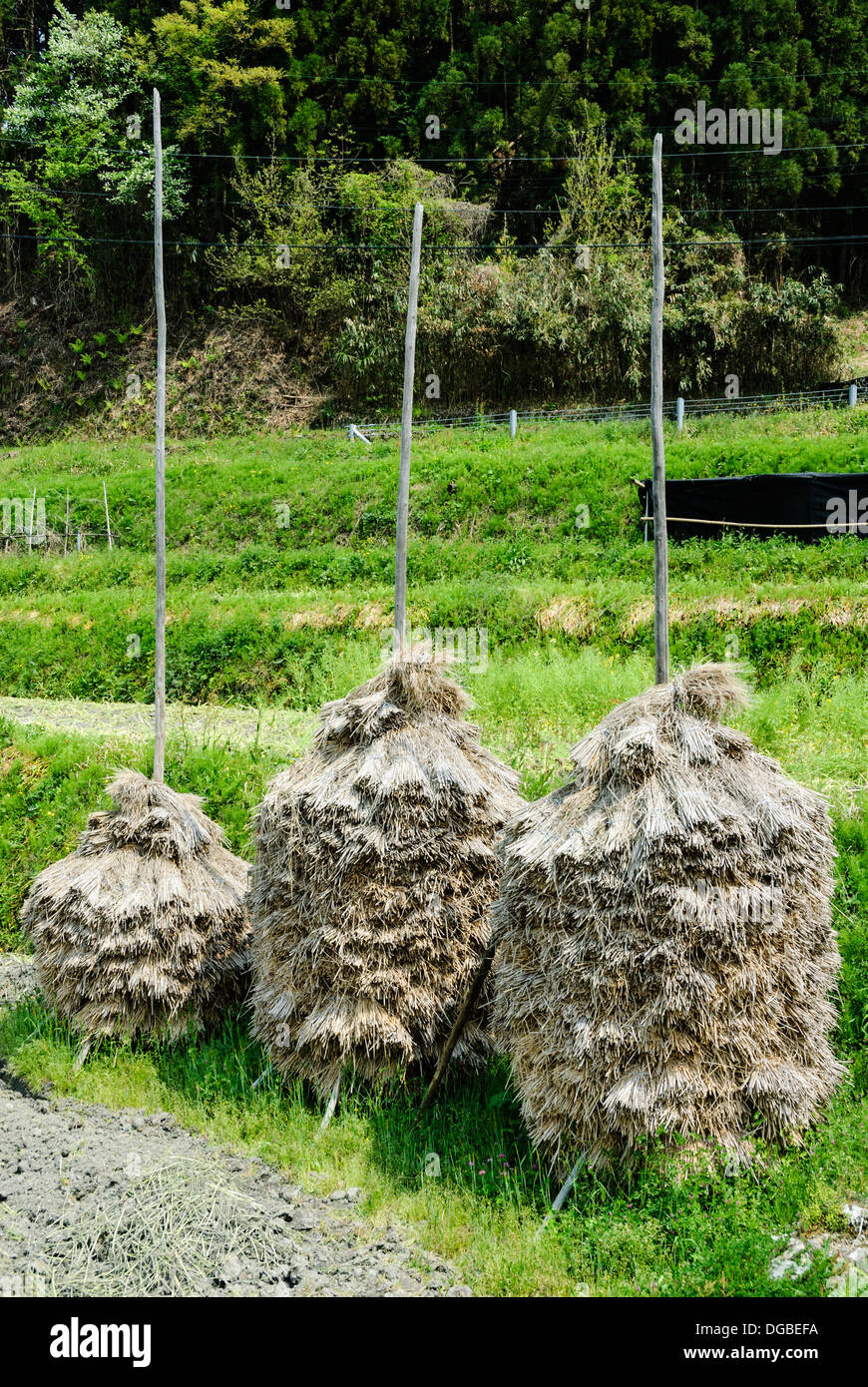 Traditional Japanese haystacks / Rural Japan, rice farming Stock Photo ...