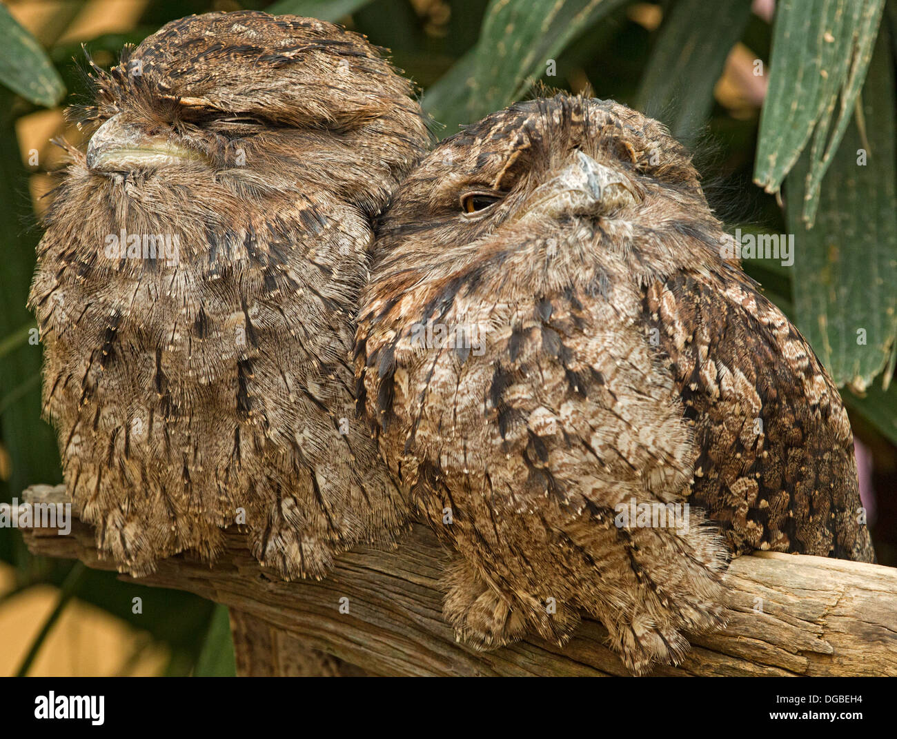 Tawny Frogmouth (Podargus strigoides Stock Photo - Alamy