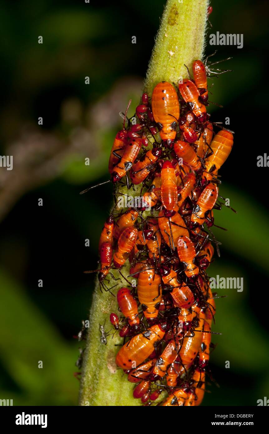 Feeding on weed seed hi-res stock photography and images - Alamy