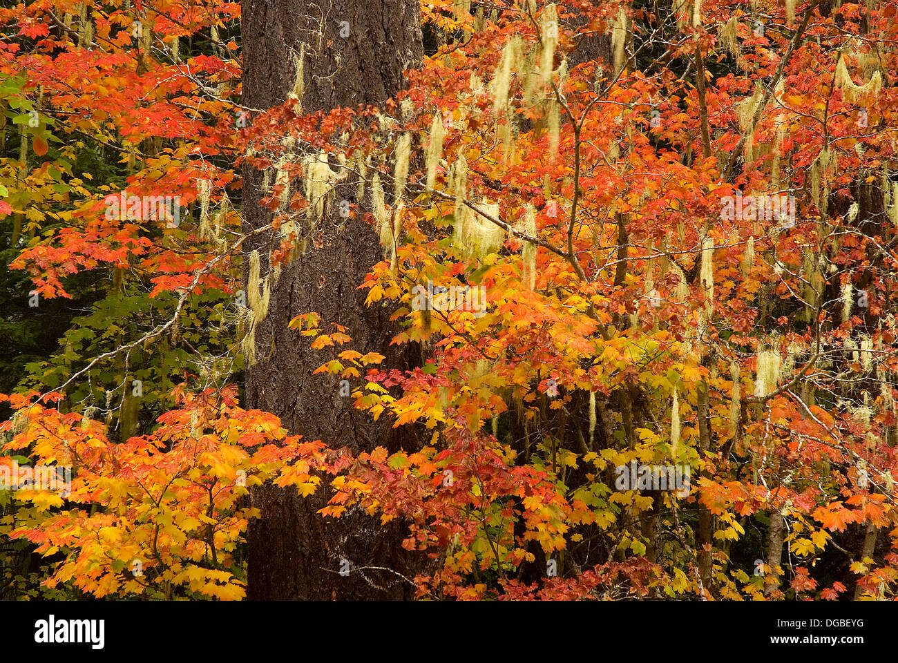 Acer Circinatum Maple Maples High Resolution Stock Photography and ...