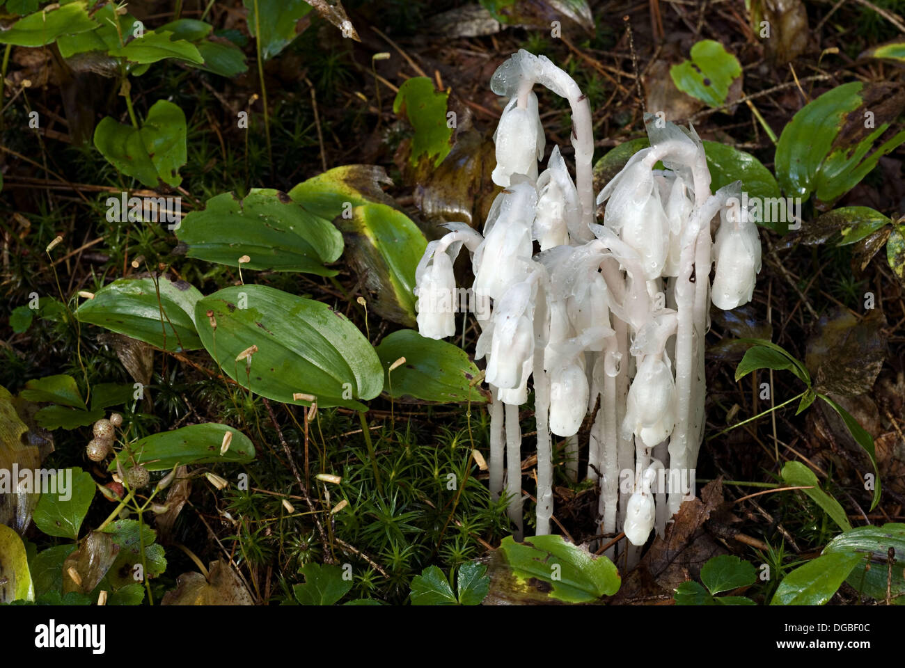 Monotropa uniflora flower hi-res stock photography and images - Alamy