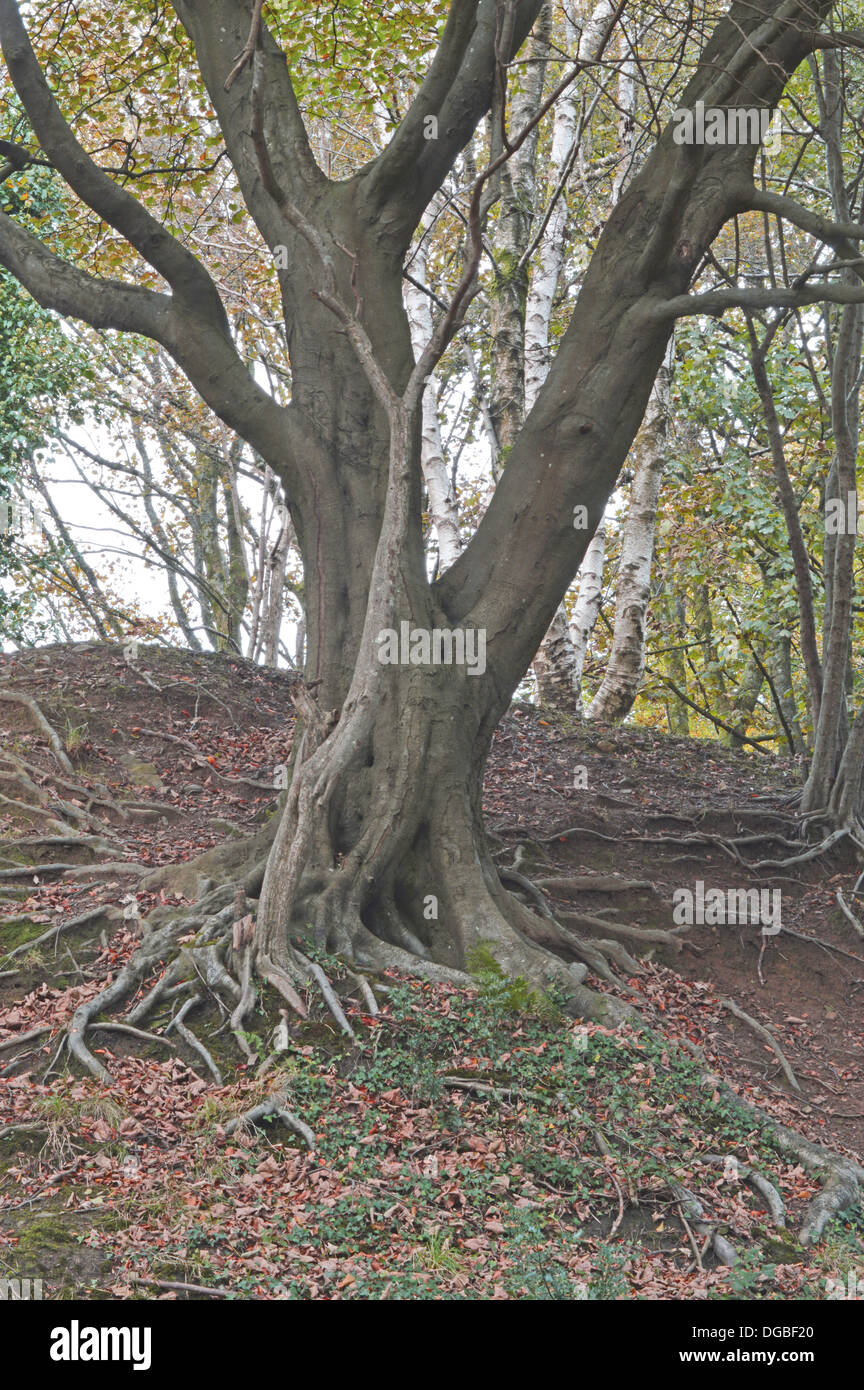 Trees with roots hi-res stock photography and images - Alamy