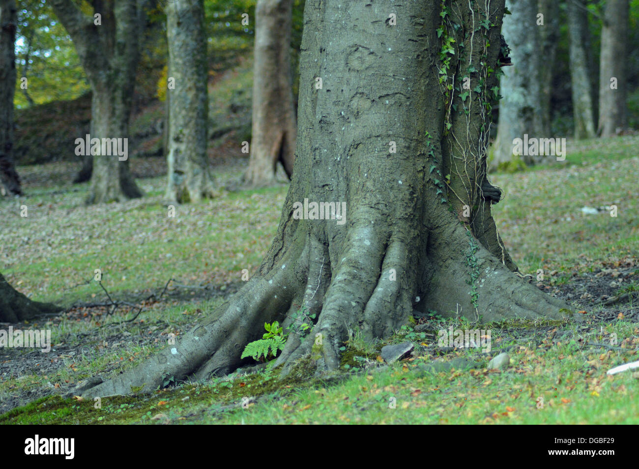 Deciduous tree with roots hi-res stock photography and images - Alamy
