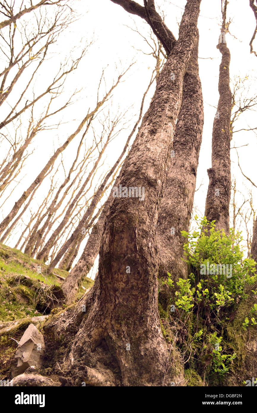 Grey forest hi-res stock photography and images - Alamy