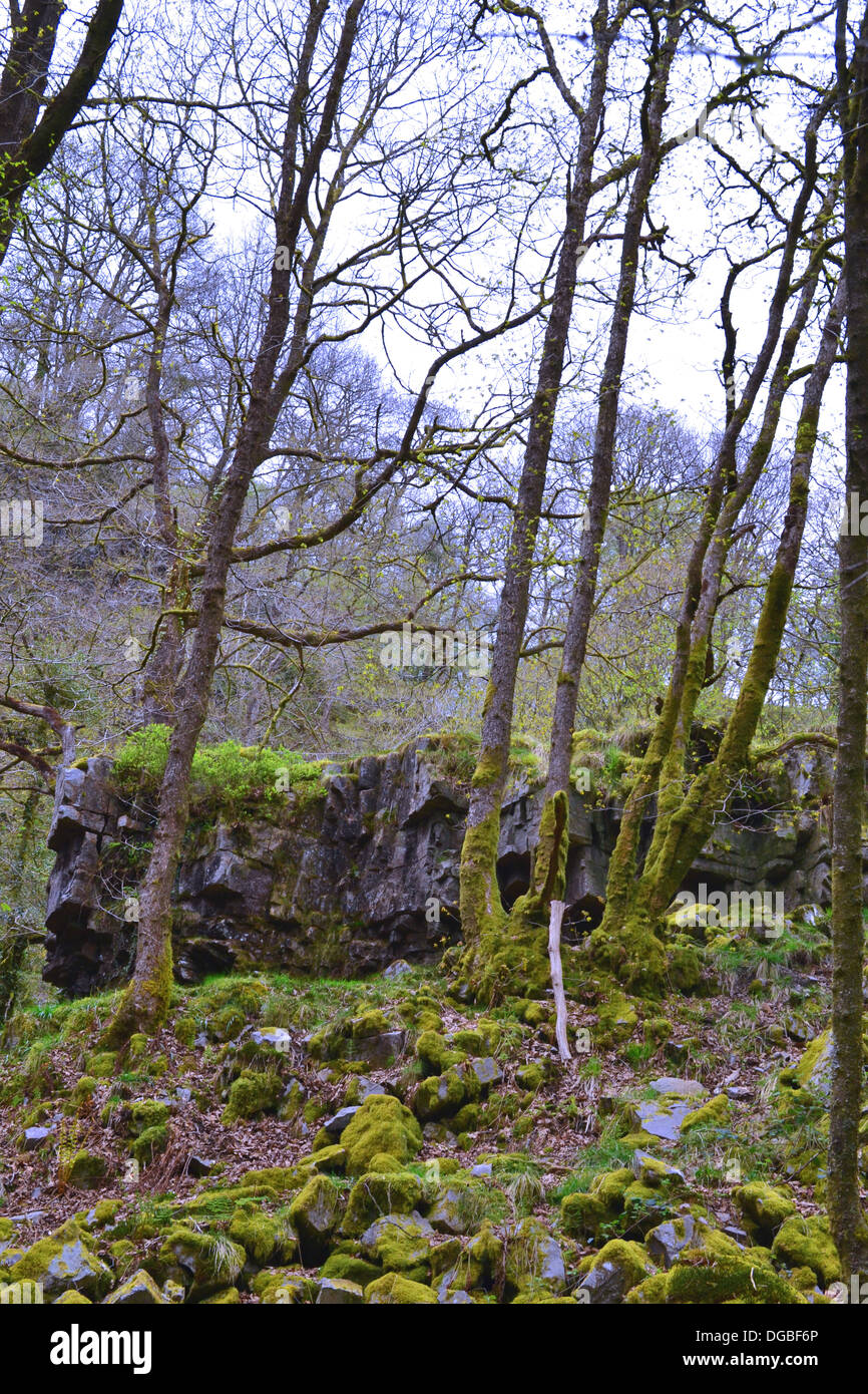 Forest Trees near rock outcrop Stock Photo - Alamy