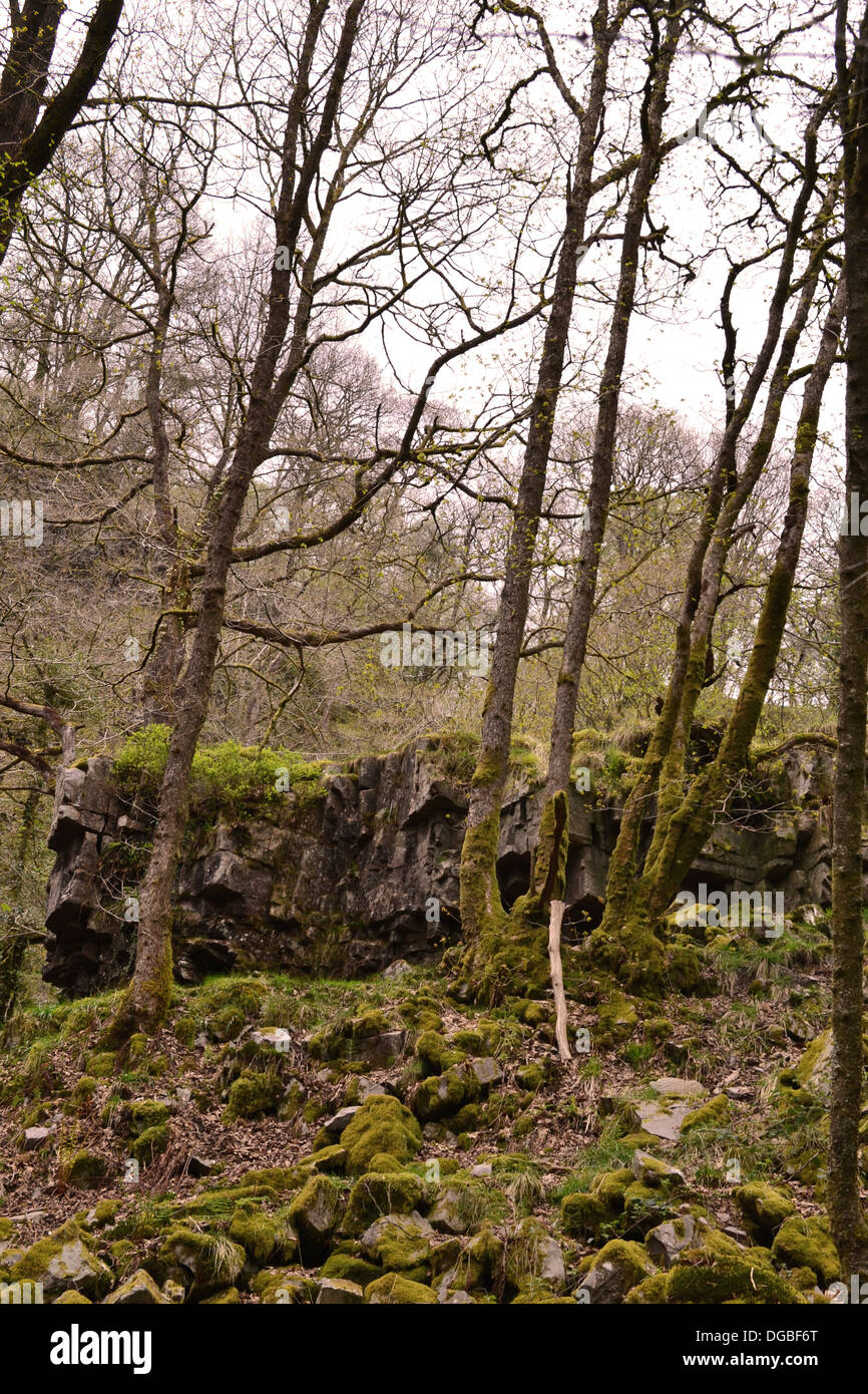 Moss rocks trees hi-res stock photography and images - Alamy