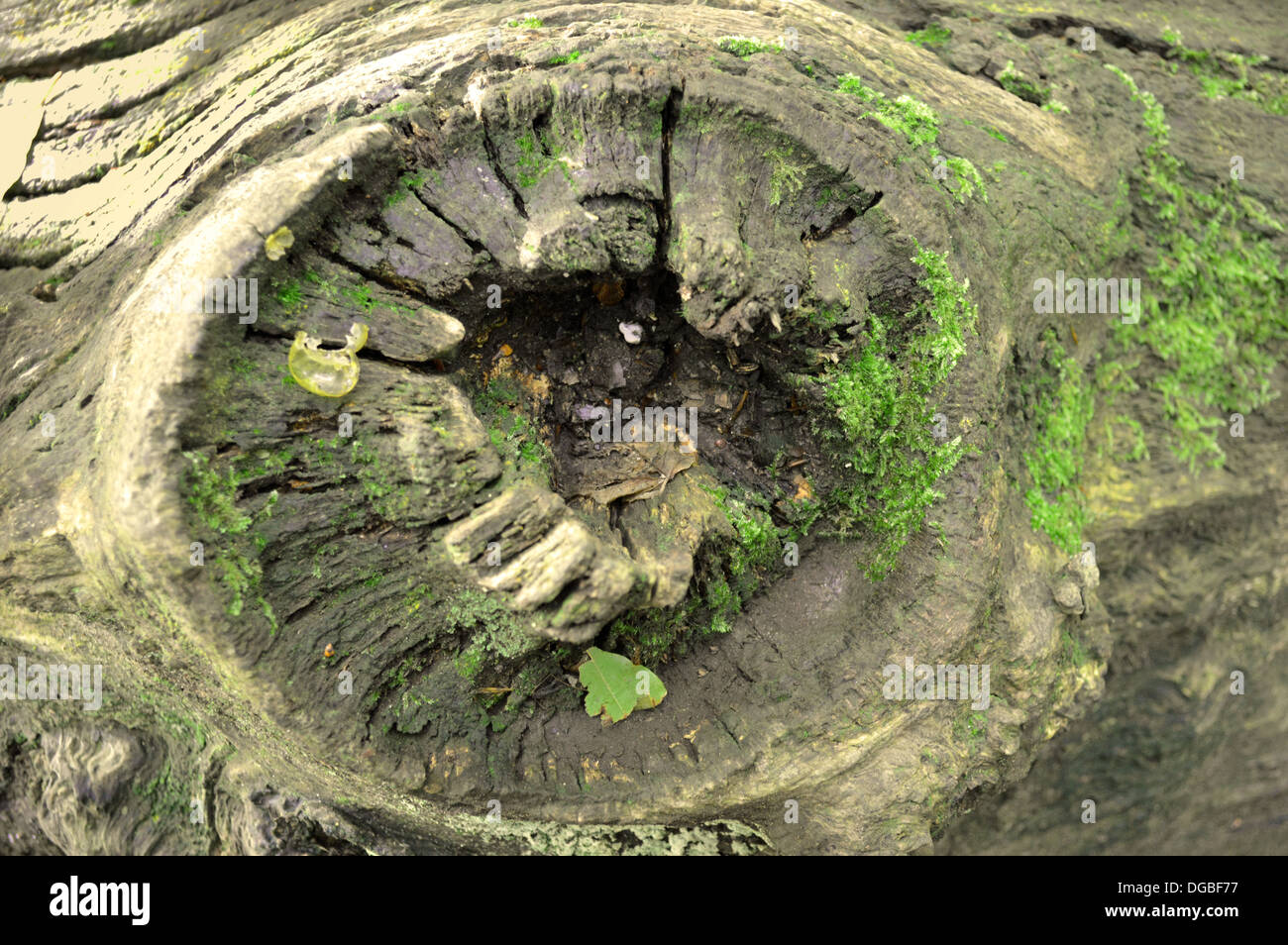Tree branch knot with moss Stock Photo - Alamy
