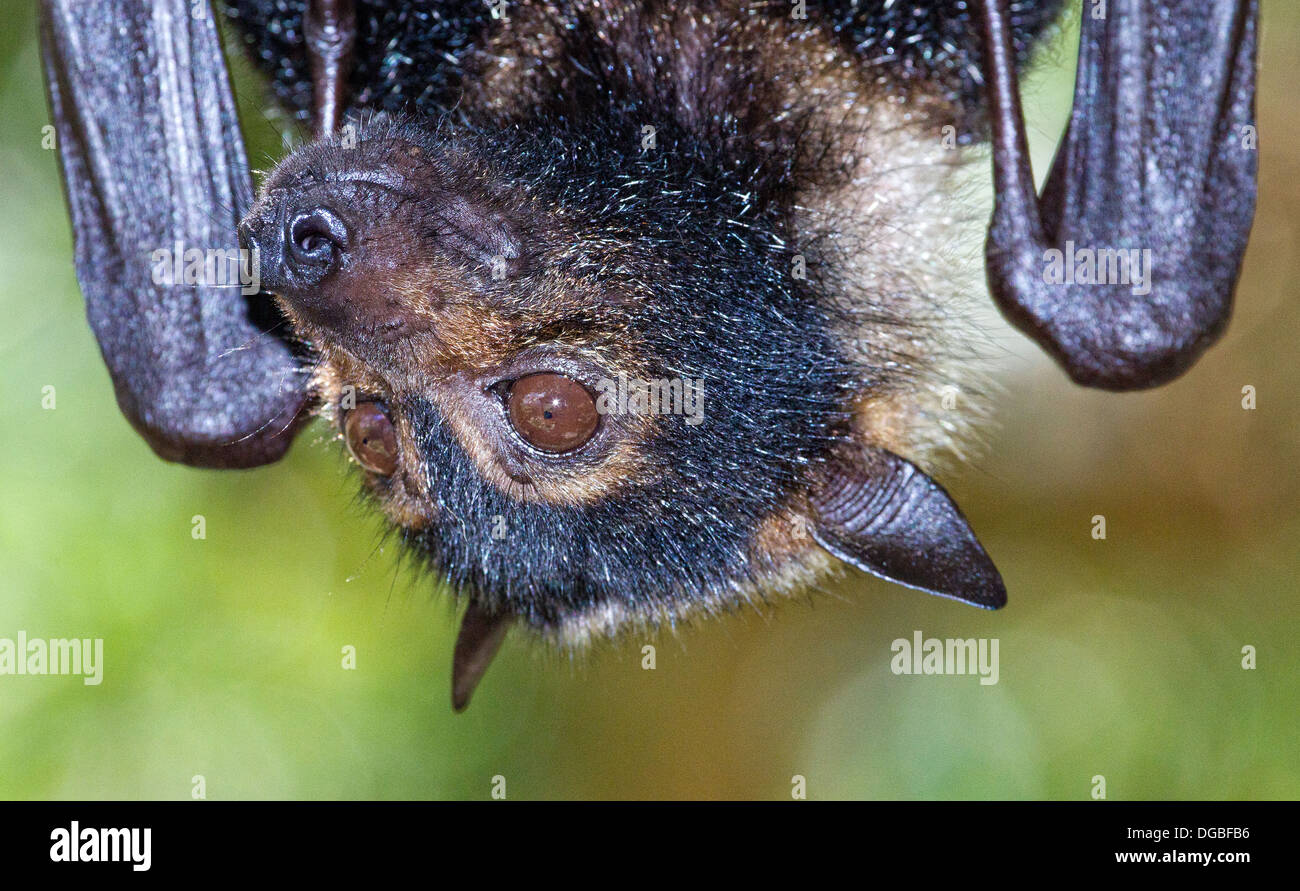 Australian flying fox Stock Photo - Alamy