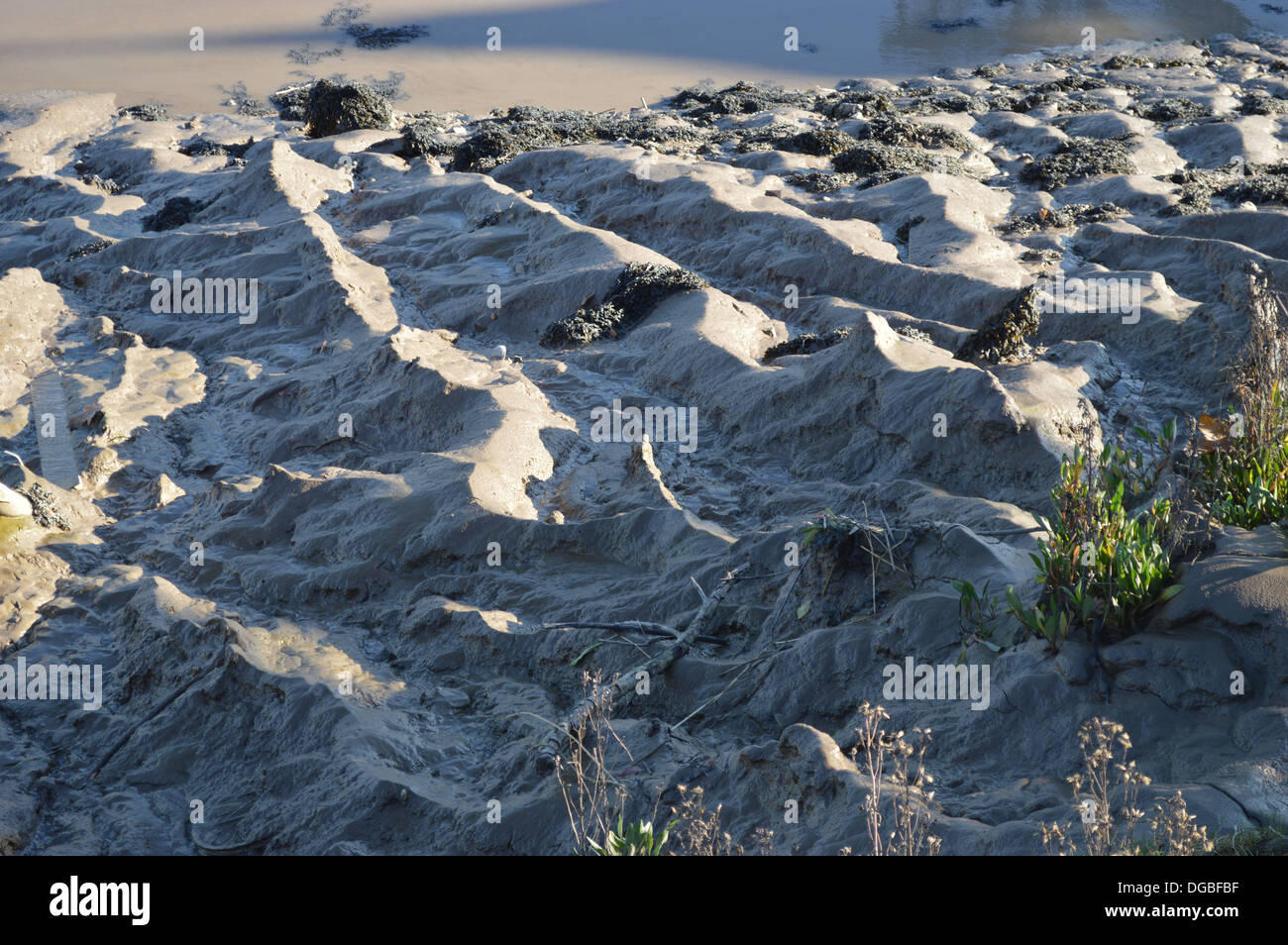 River or estuary mud Stock Photo - Alamy