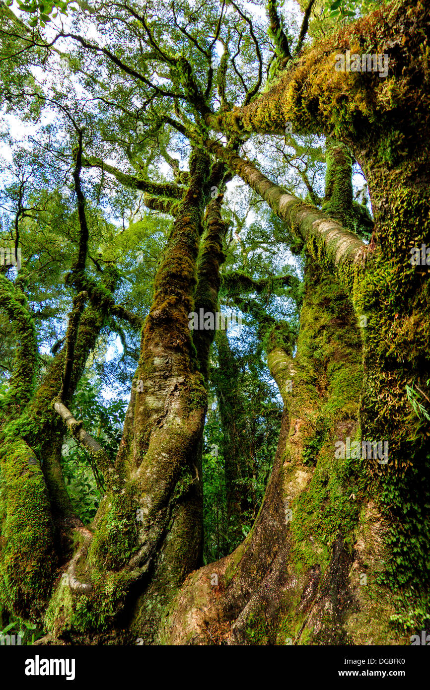 Native forest, New Zealand Stock Photo - Alamy