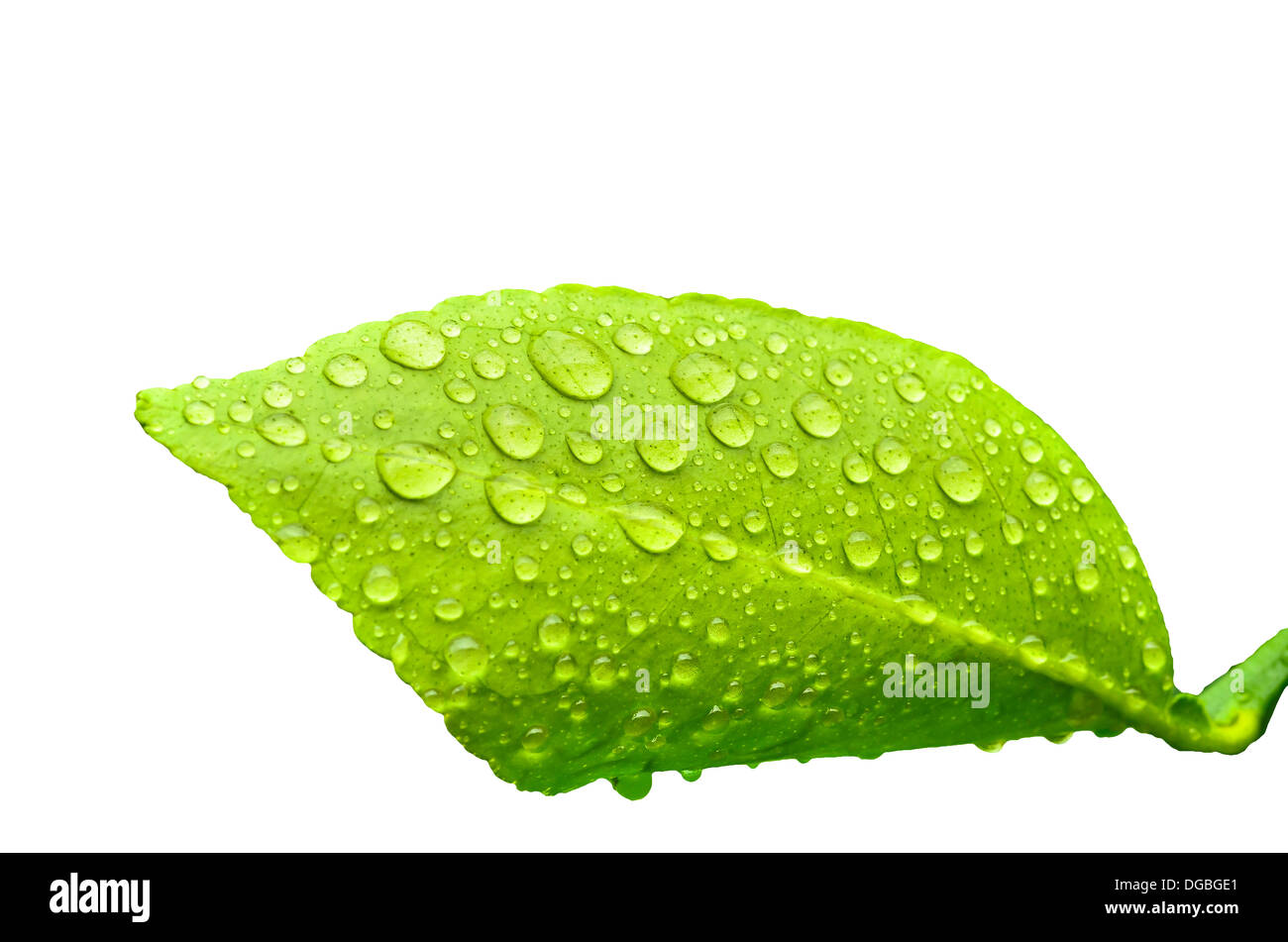 Background grass dew on Cut Out Stock Images & Pictures - Alamy