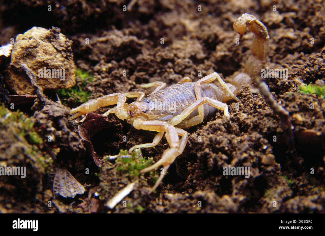 Buthus hi-res stock photography and images - Alamy