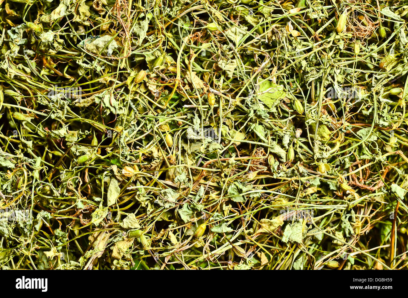Grass dew dried herbs Stock Photo - Alamy