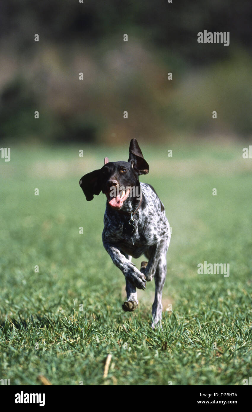 Rabbit Hound High Resolution Stock Photography and Images - Alamy