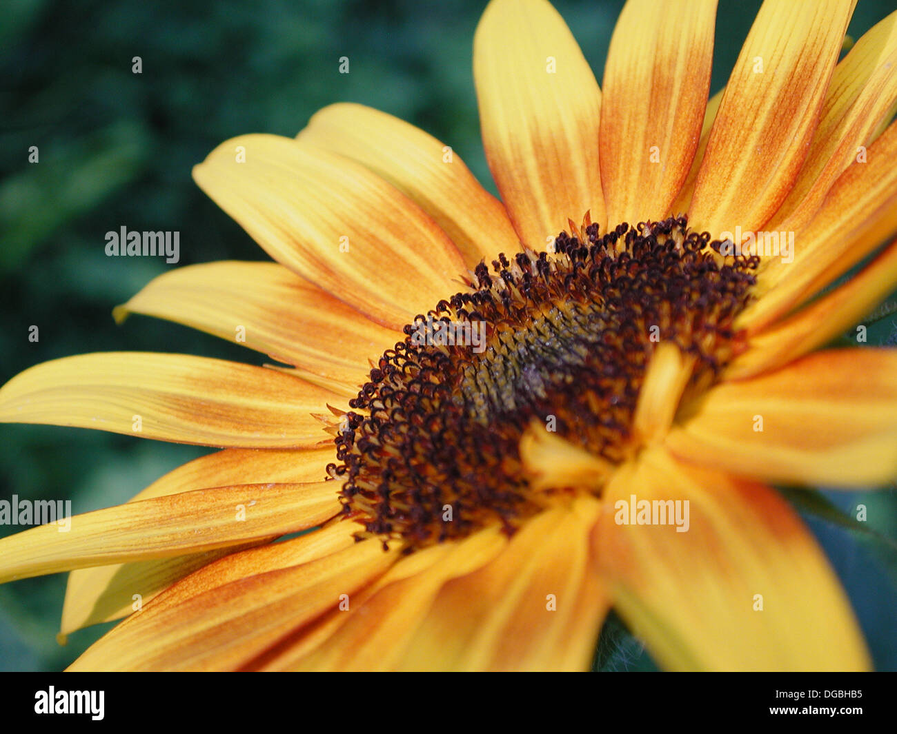 Sunflower (Helianthus sp.). Appalachian foothills, Southeast Ohio, USA ...