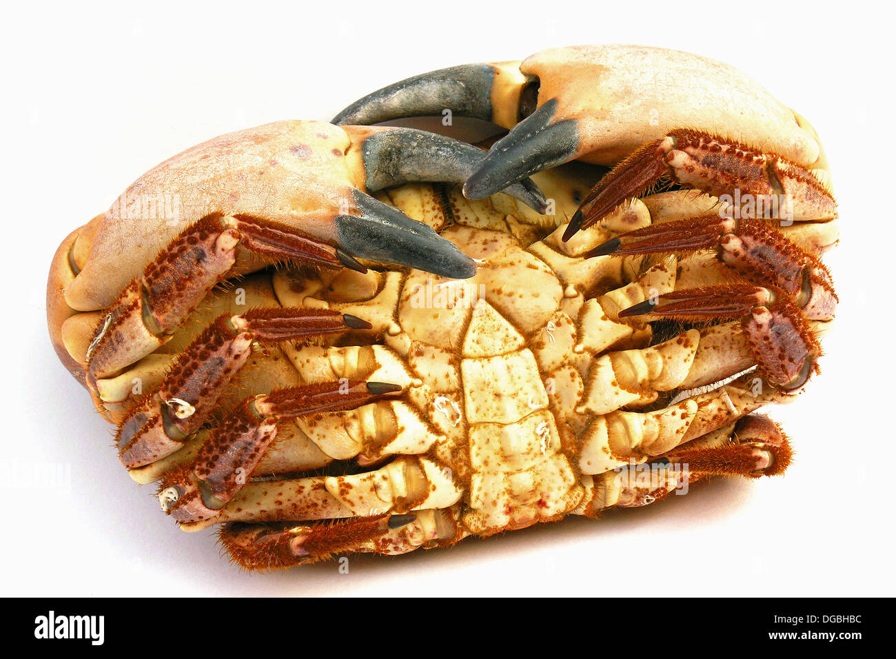 Cancer pagurus edible crab Cut Out Stock Images & Pictures - Alamy