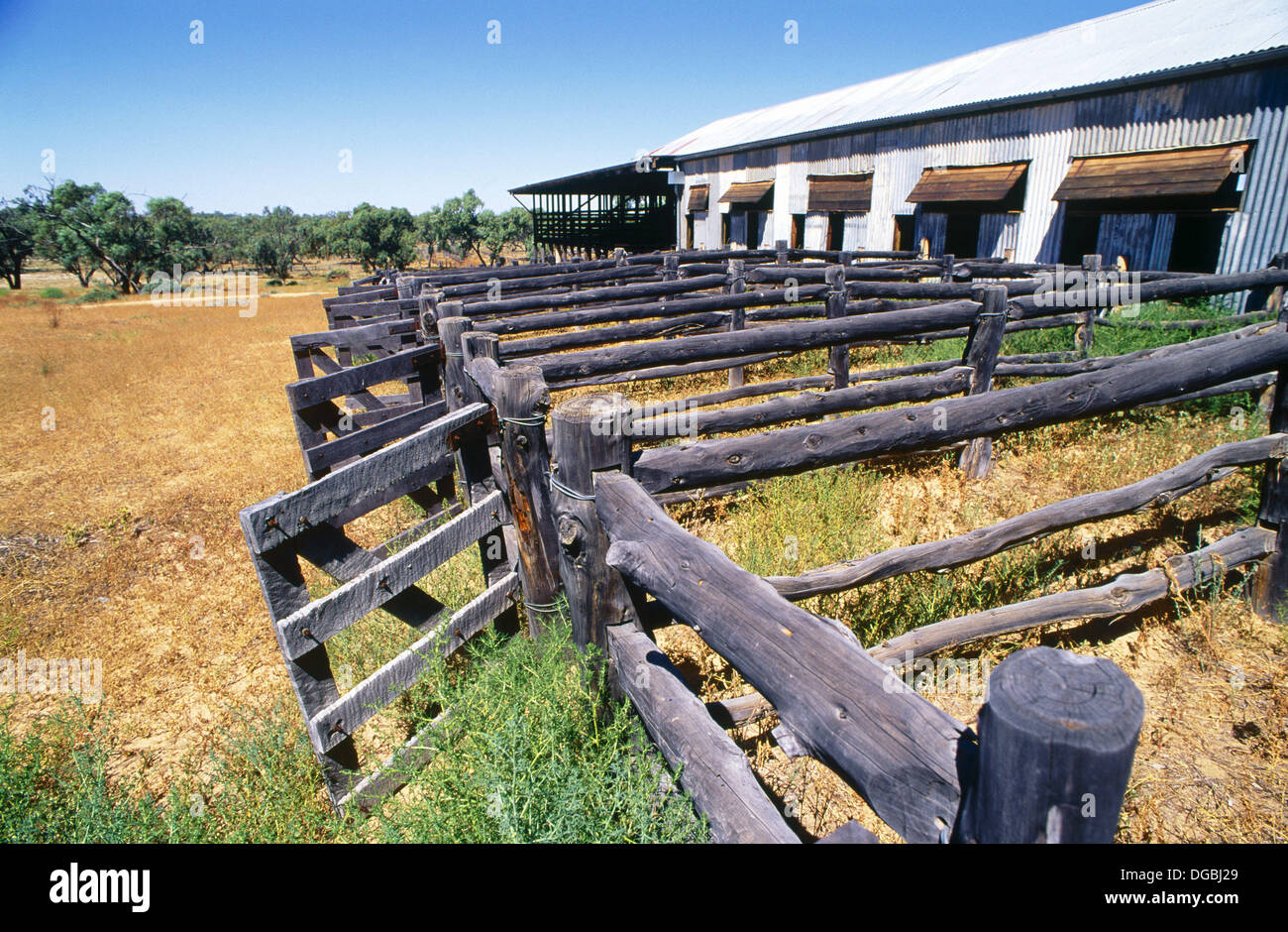 Sheep shearing australia hi-res stock photography and images - Alamy