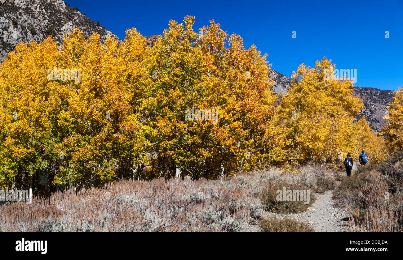 Autumn colors blaze in Lundy Canyon in Northern California Stock Photo ...