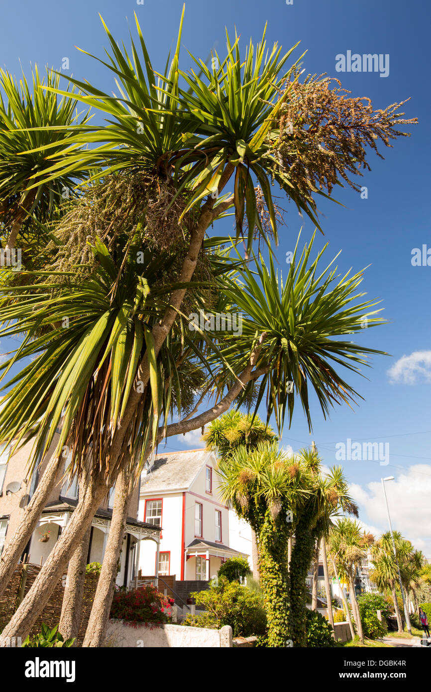 Palm trees line the streets in Falmouth, cornwall, UK Stock Photo - Alamy
