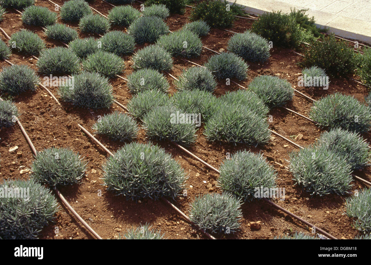 Drip irrigation israel hi-res stock photography and images - Alamy