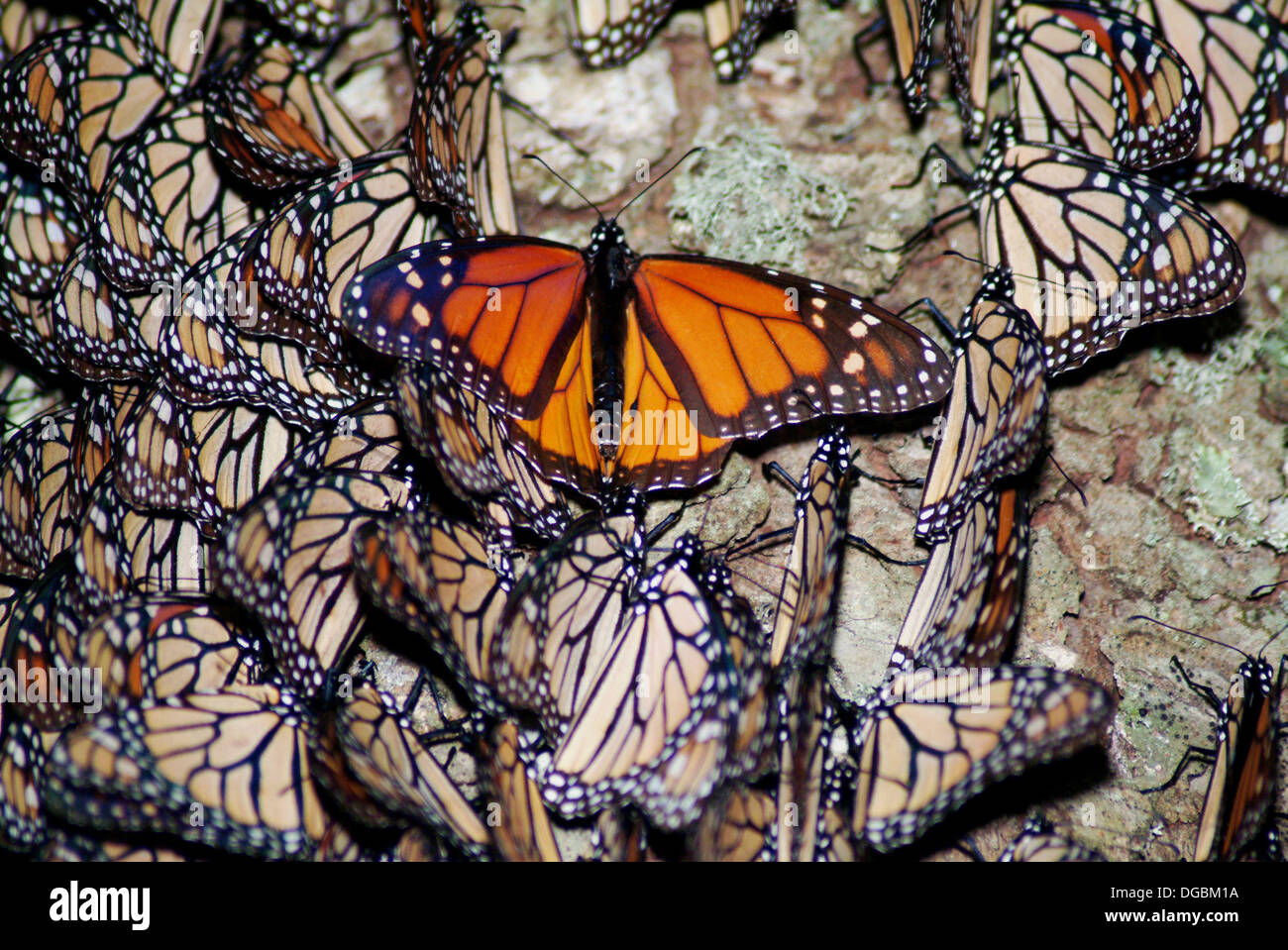 Chincua hi-res stock photography and images - Alamy
