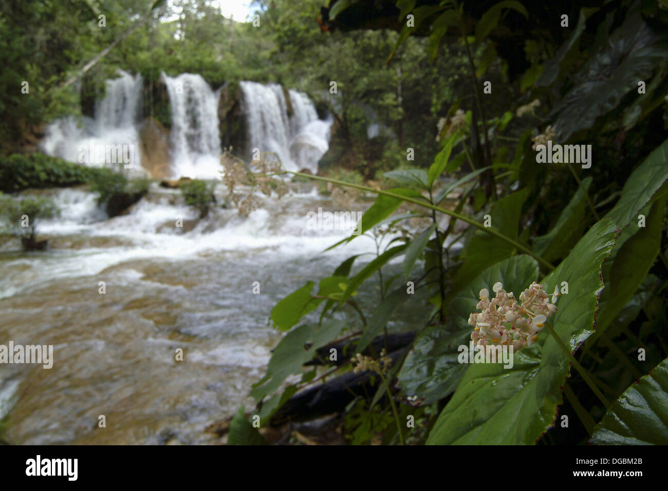 Mexico chiapas lacandon jungle north hi-res stock photography and ...