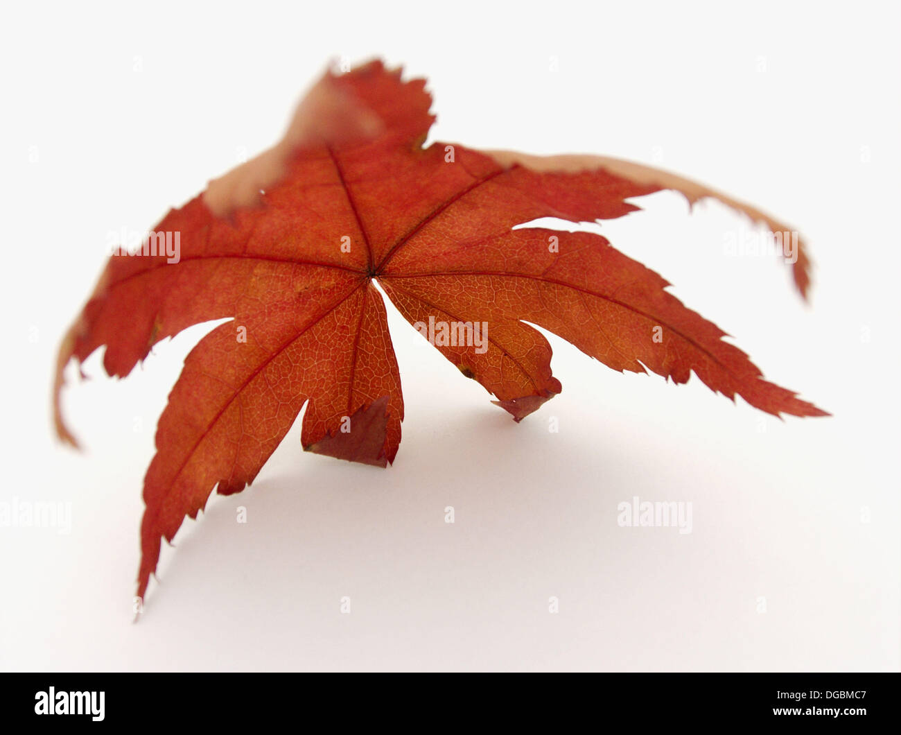 Curled maple leaf hi-res stock photography and images - Alamy