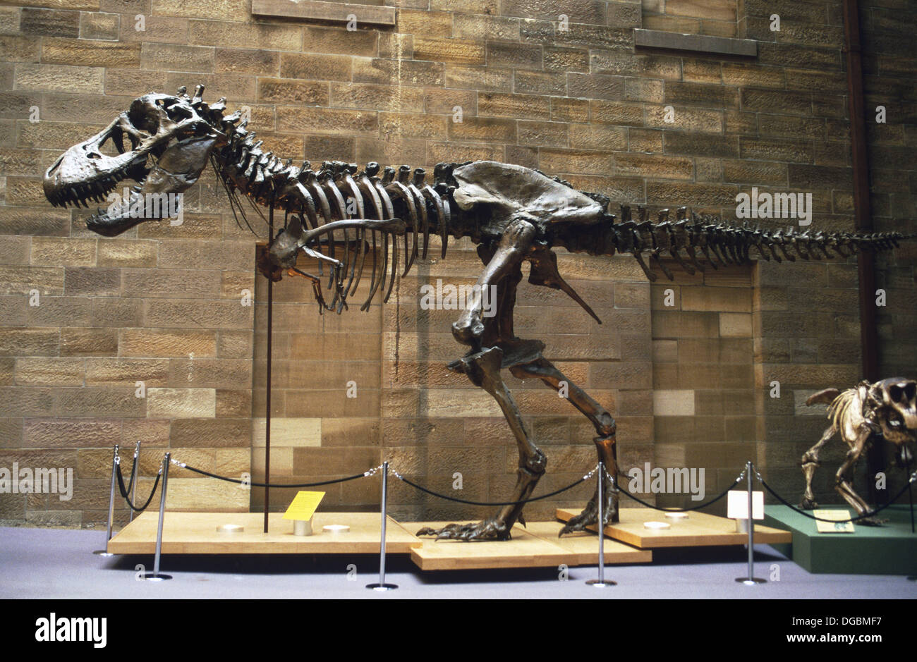 Dinosaur skeleton in museum hi-res stock photography and images - Alamy